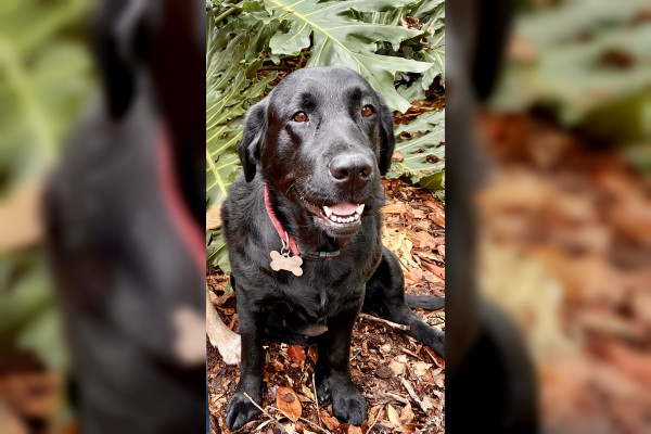 Lost Female Dog (Black, Labrador Retriever) | Winter Park Lost Pets