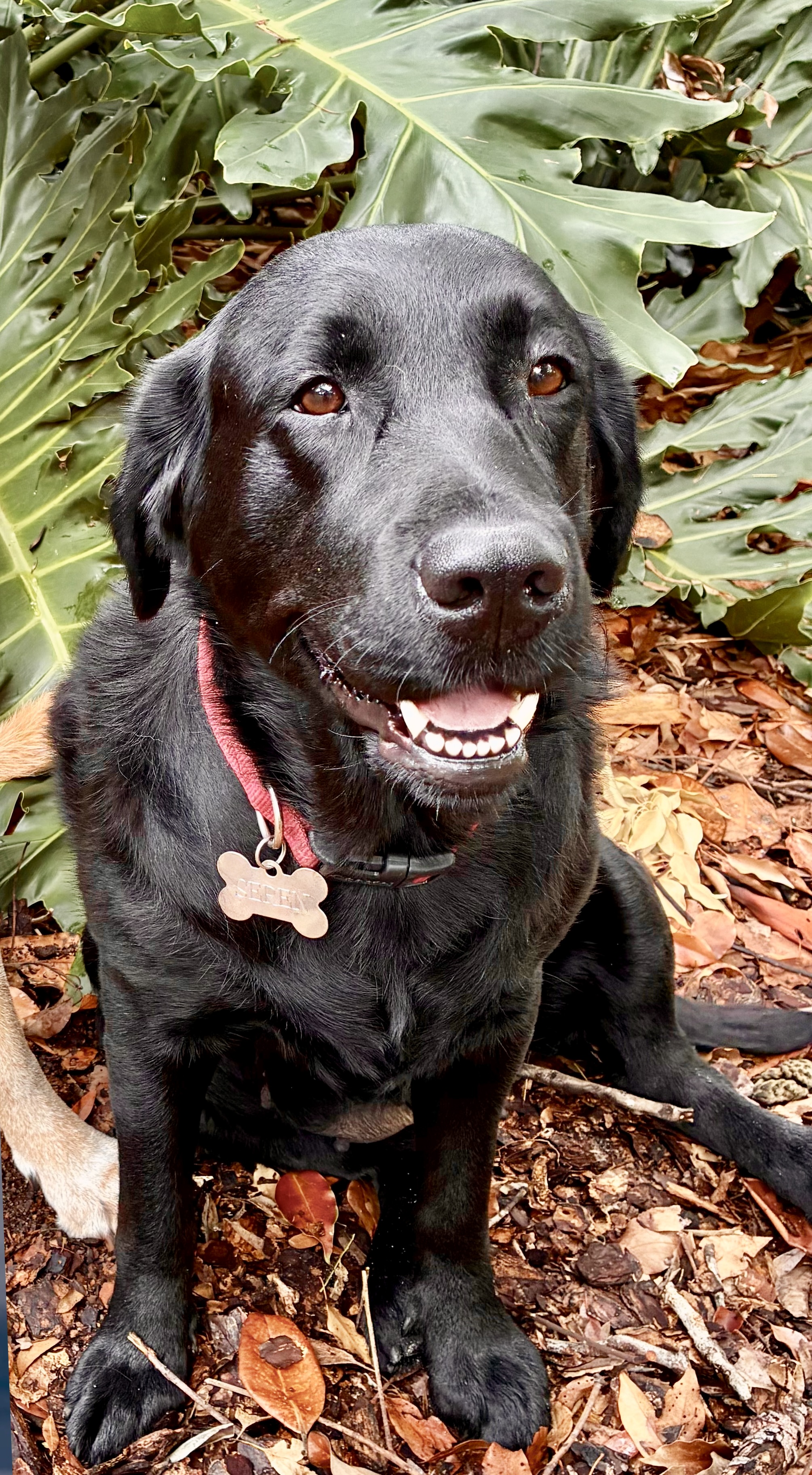 Lost Female Dog (Black, Labrador Retriever) | Winter Park Lost Pets