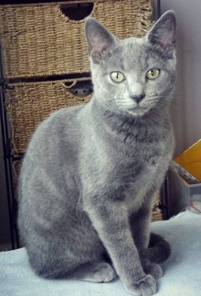 Reunited Female Cat Grey Domestic Short Hair Winter Park Lost Pets